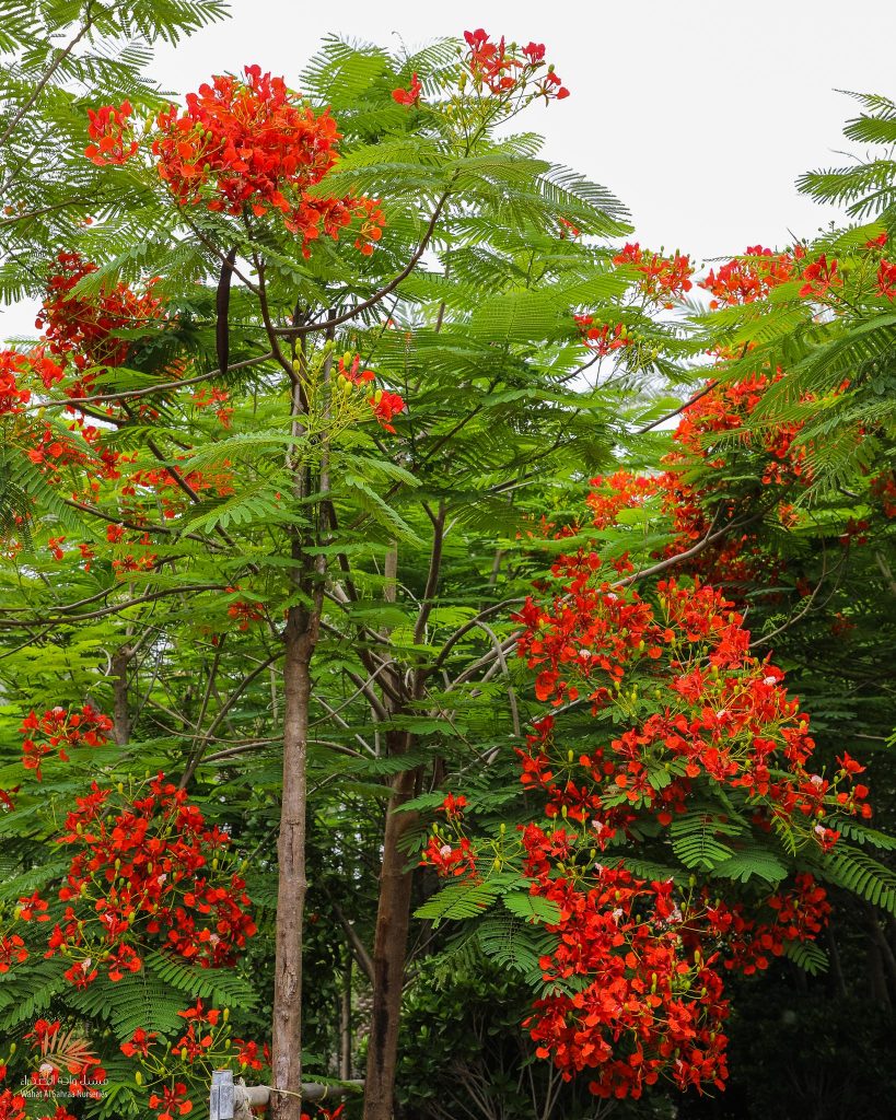 Delonix regia – Wahat Al Sahraa