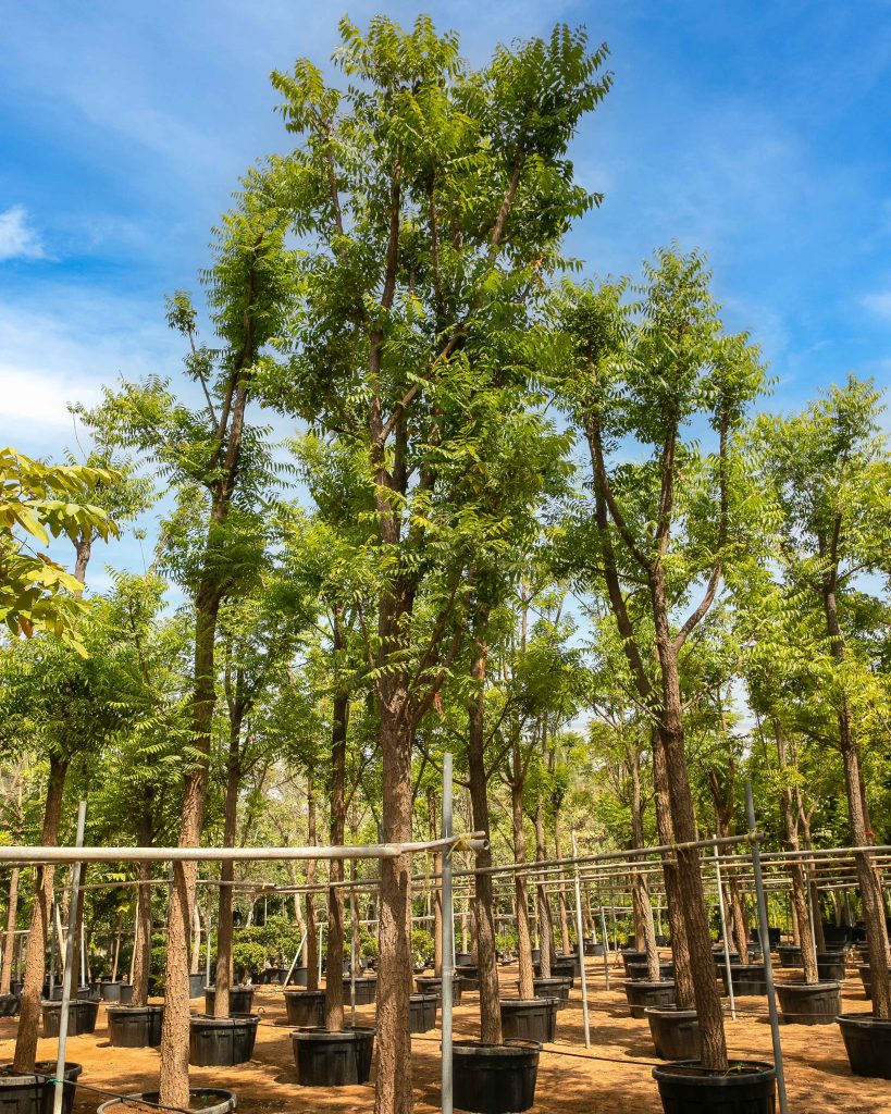 Azadirachta indica – Wahat Al Sahraa