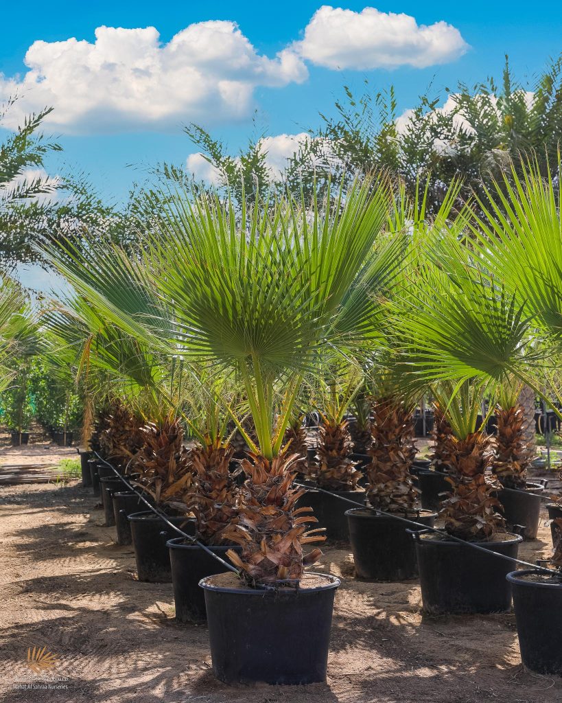 Washingtonia robusta – Wahat Al Sahraa