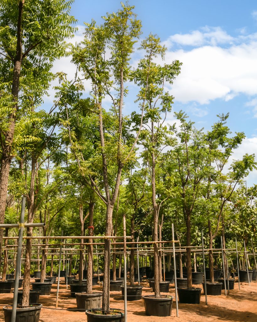 Azadirachta indica – Wahat Al Sahraa