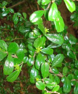 Ehretia microphylla – Wahat Al Sahraa