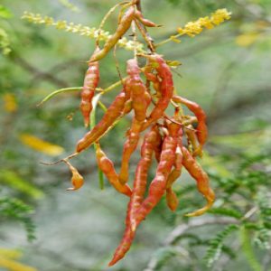 Ghaf tree,Ghaf - Wahat Al Sahraa