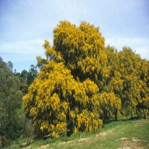 Weeping wattle – Wahat Al Sahraa