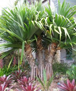 PANDANUS SANDERI – Wahat Al Sahraa