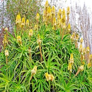 Tree Aloe,Sabbar alo – Wahat Al Sahraa