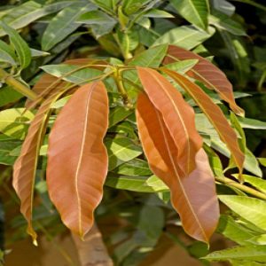 Mango,Amba – Wahat Al Sahraa