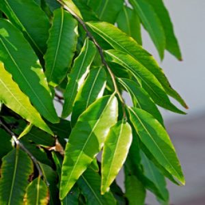 Indian mast tree – Wahat Al Sahraa