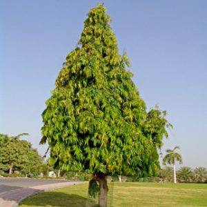Indian mast tree – Wahat Al Sahraa