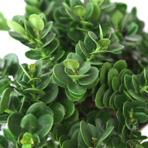 Carissa macrocarpa Green Carpet – Wahat Al Sahraa