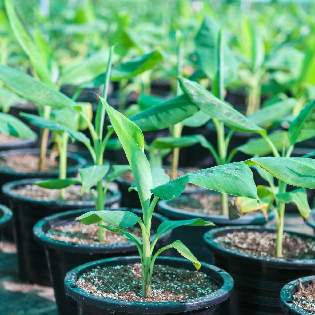 Musa x paradisiaca – Wahat Al Sahraa