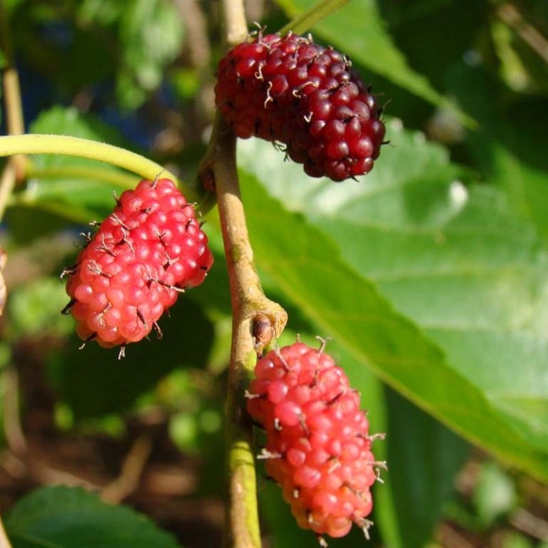 Morus alba – Wahat Al Sahraa