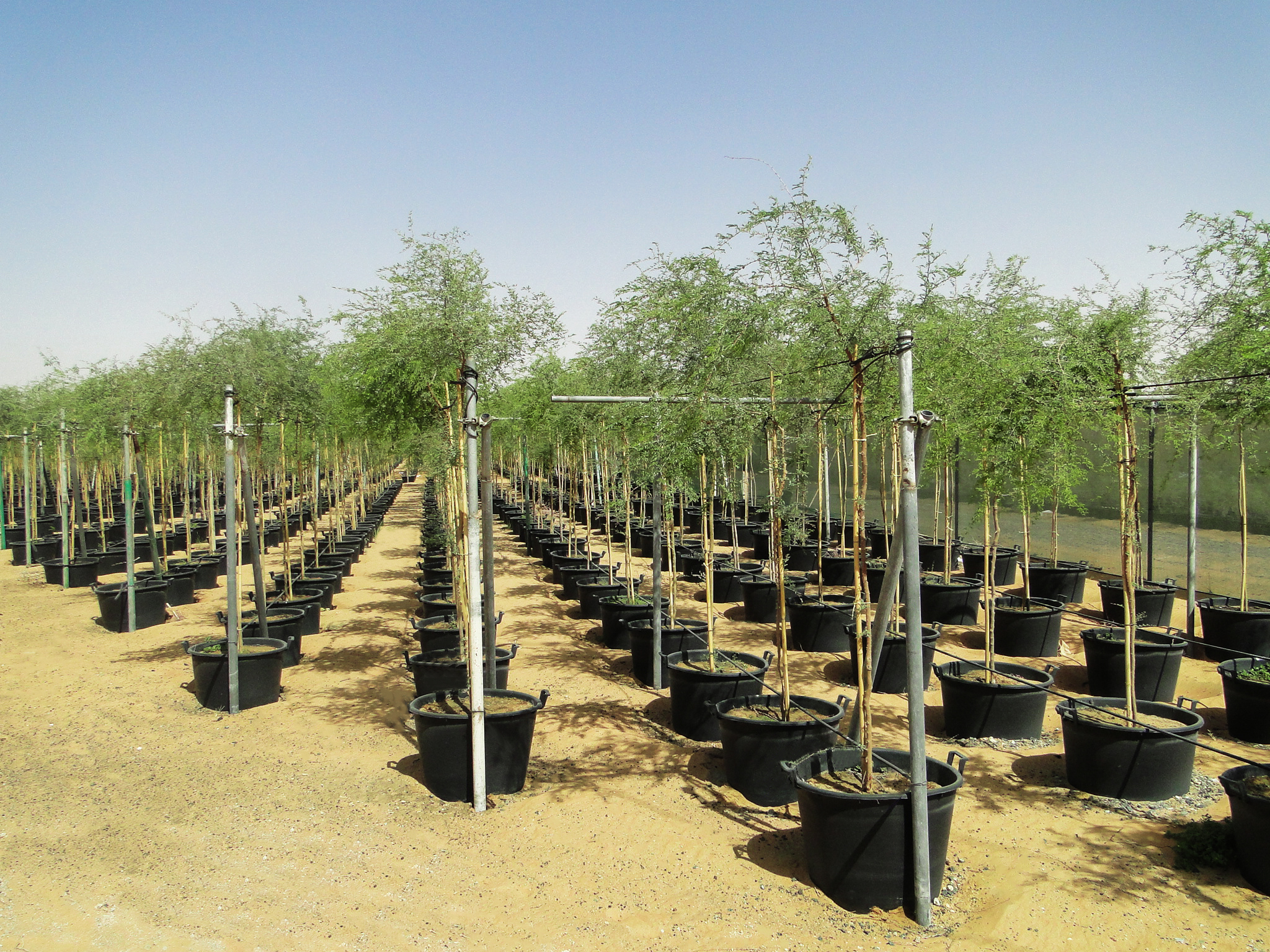 Contract Growing for Prosopis cineraria (Ghaf Tree) Supply in the UAE ...