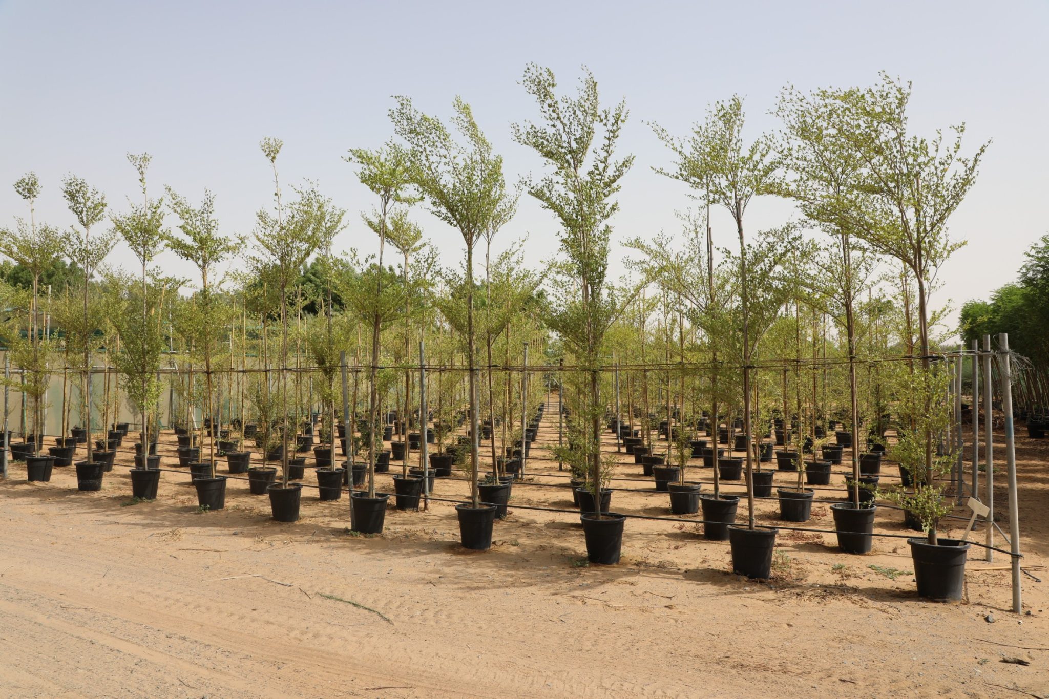 Terminalia Mantaly – Wahat Al Sahraa